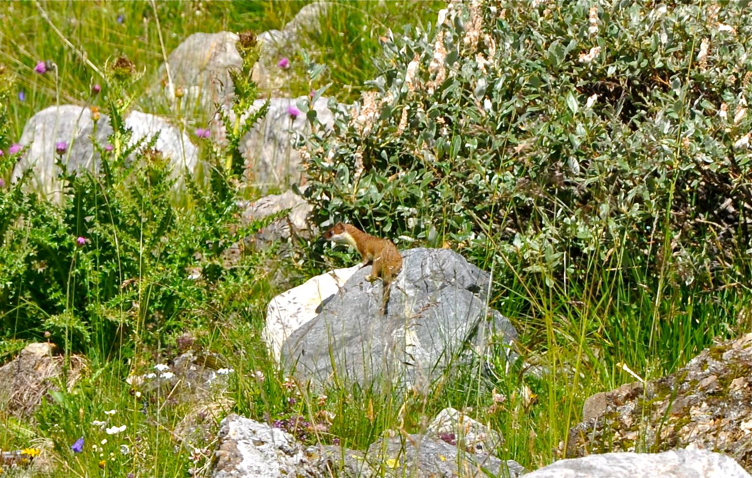 Alta Valle Formazza. Da Valdo ai laghi Vannino e Sruer, Passo del ...